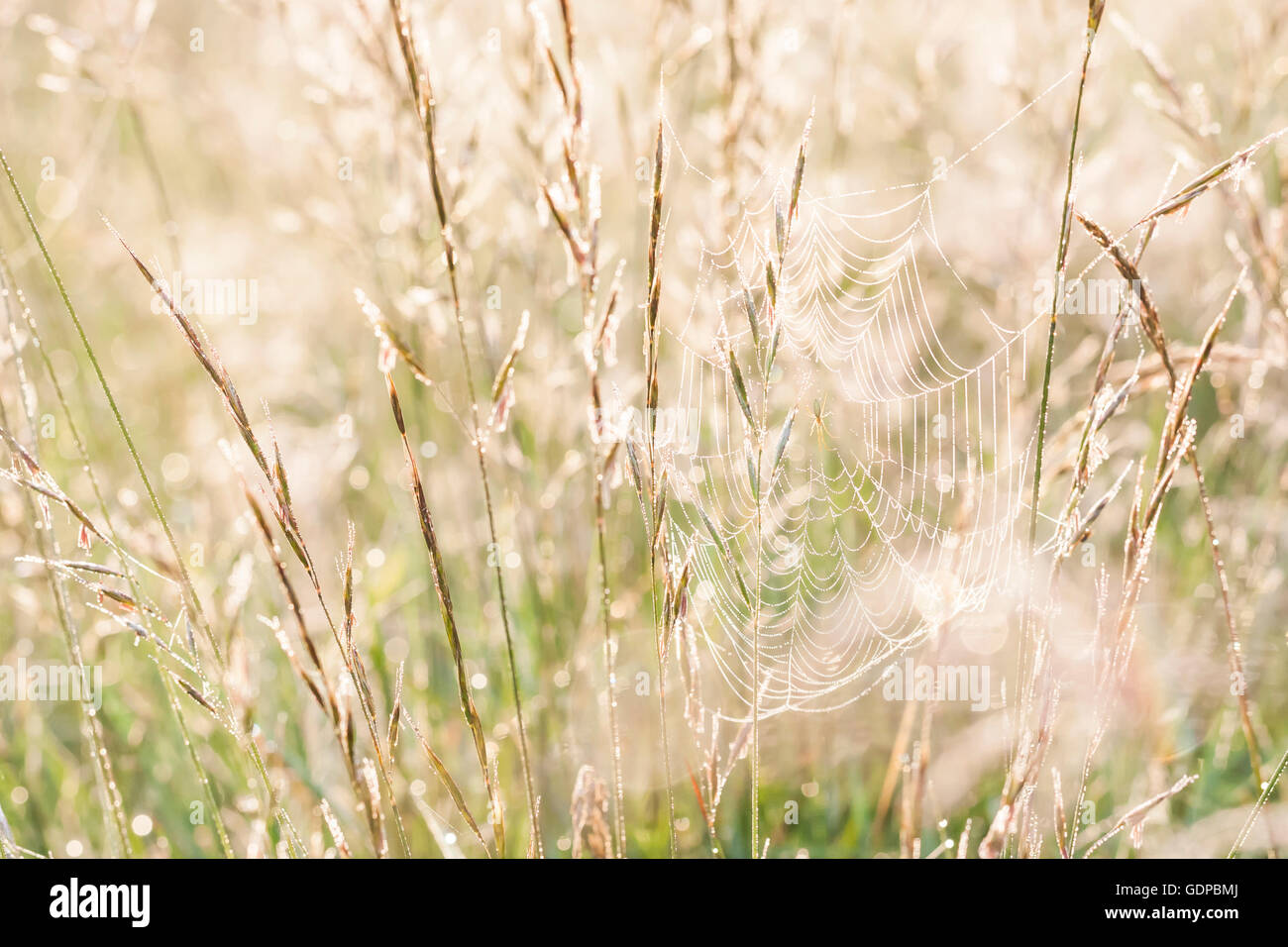 Wet spider net hi-res stock photography and images - Alamy