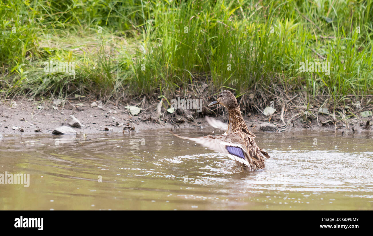 Brown duck is splashing and washing itself in a brownish pond Stock ...