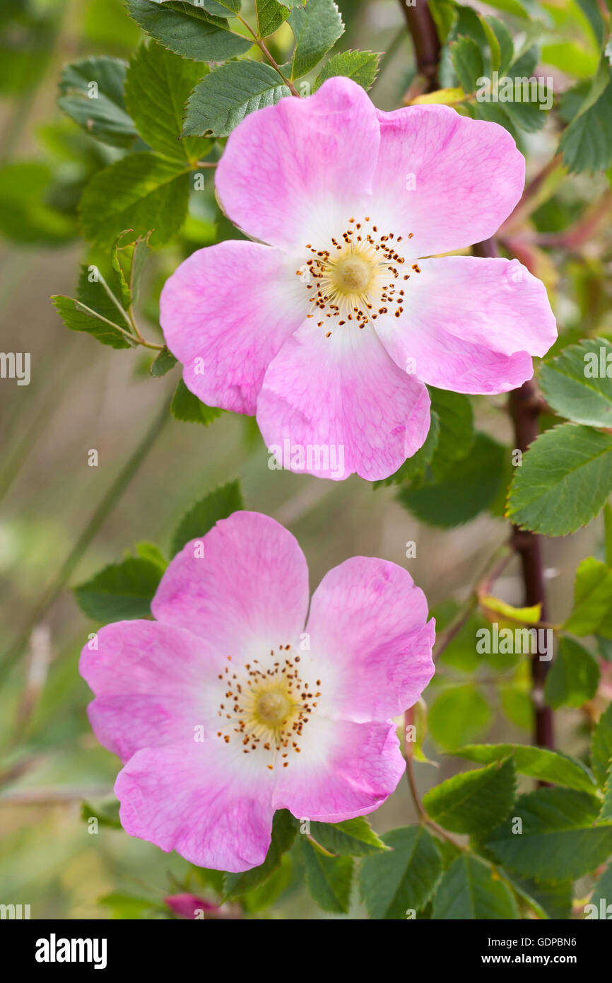 Rosy rose hi-res stock photography and images - Alamy
