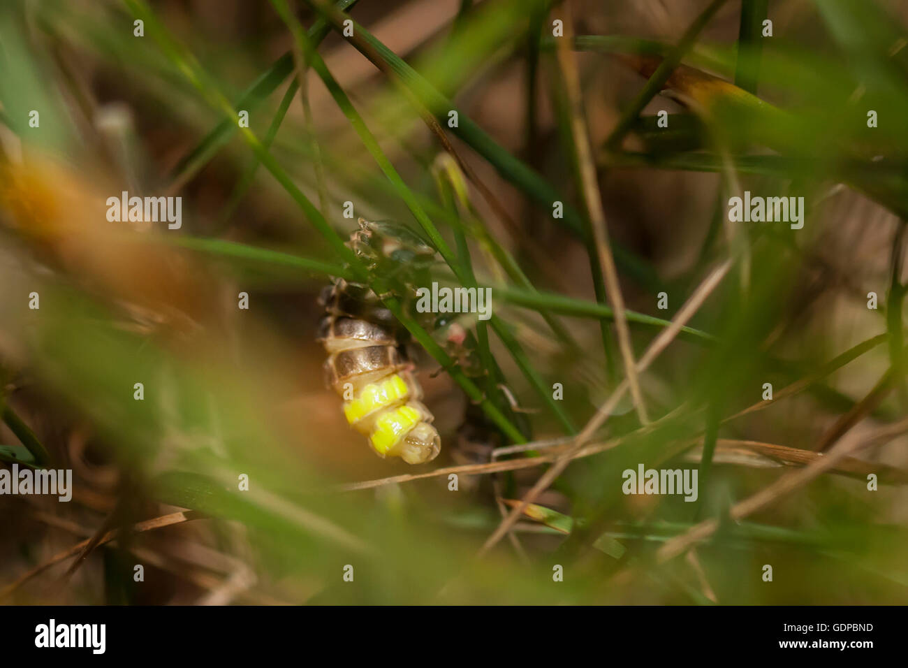 Glowworm hi-res stock photography and images - Alamy