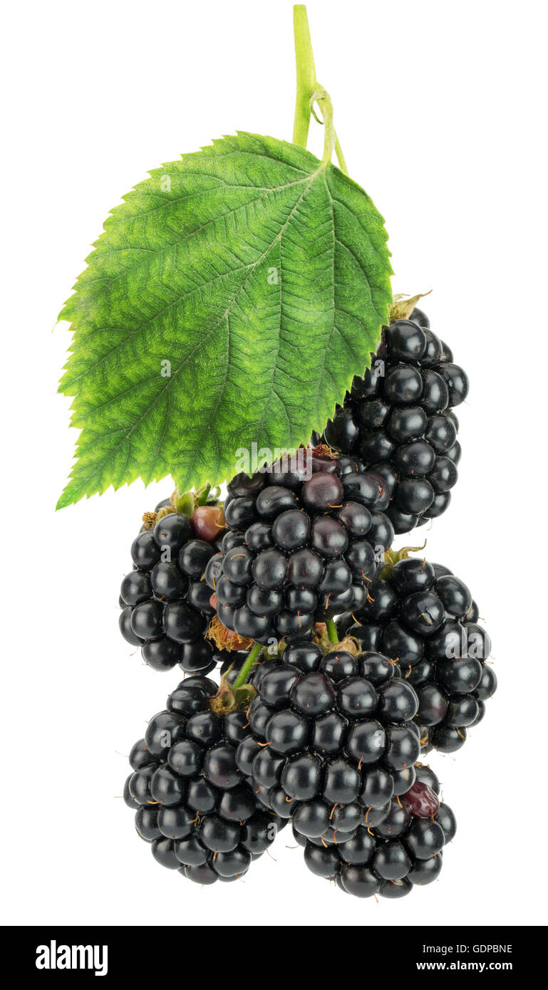 blackberries isolated on the white background Stock Photo - Alamy
