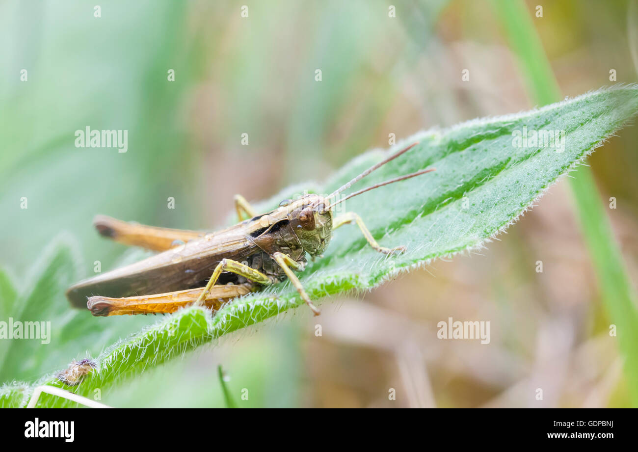 Brown wet grasshopper on a green grass leaf Stock Photo - Alamy