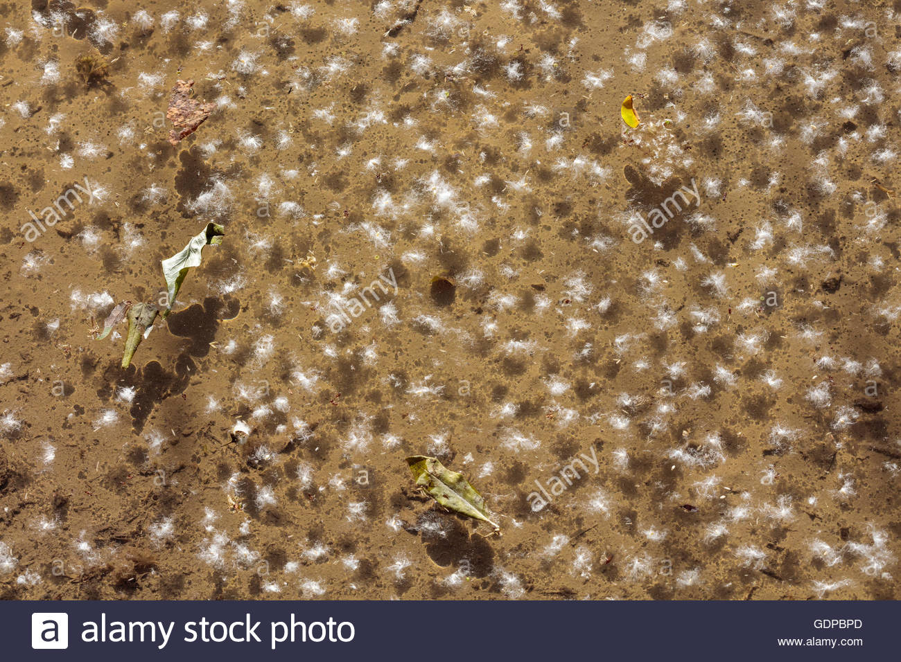 Surface Tension Puddle High Resolution Stock Photography and Images - Alamy