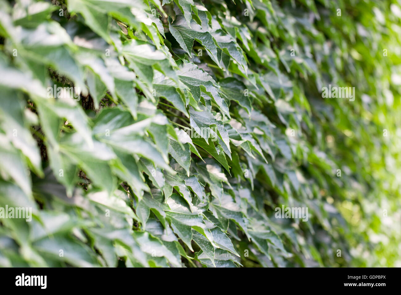 Ivy wall texture hi-res stock photography and images - Alamy