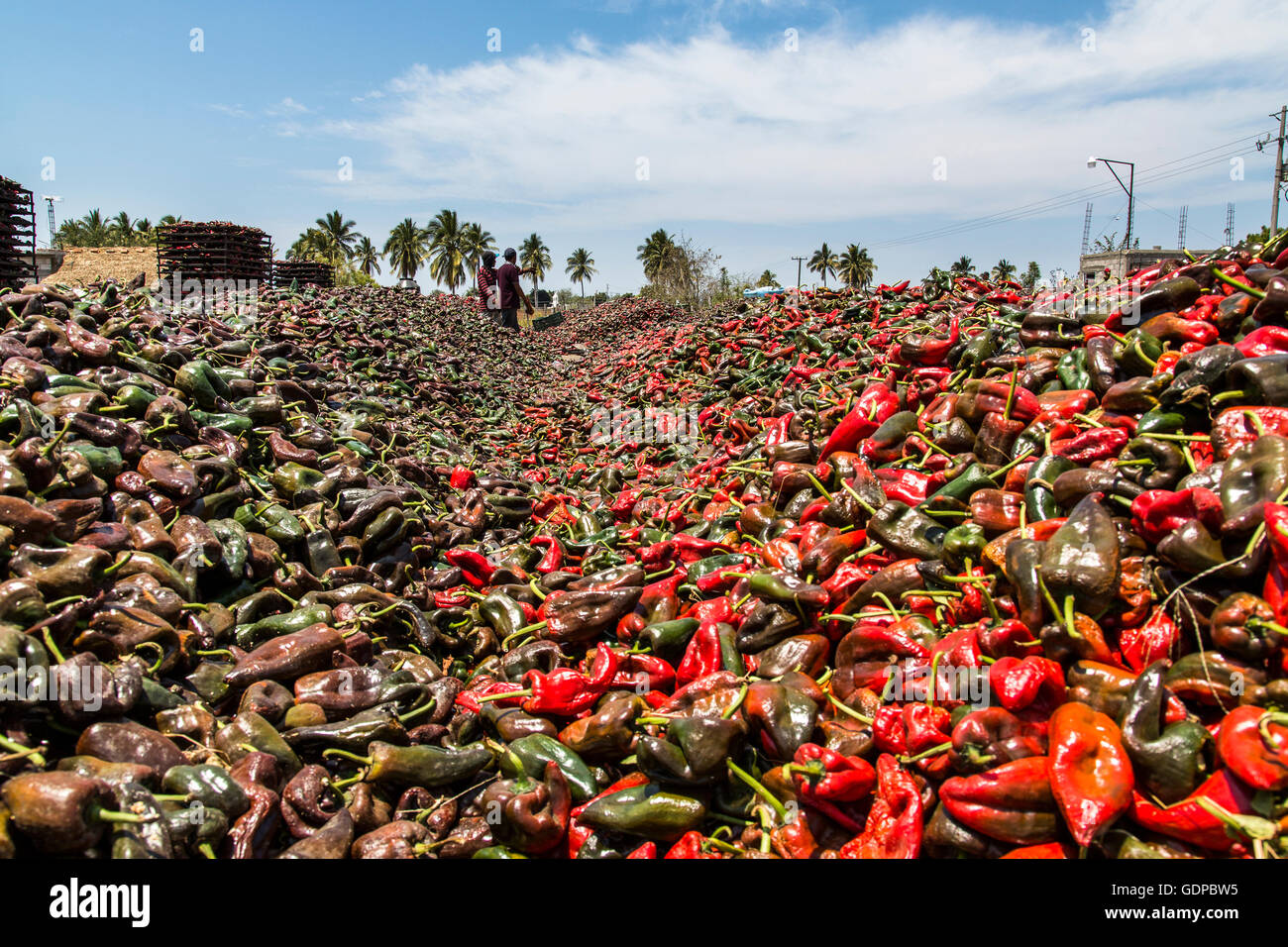 Chili Production in the state of Sinaloa Mexico Stock Photo - Alamy