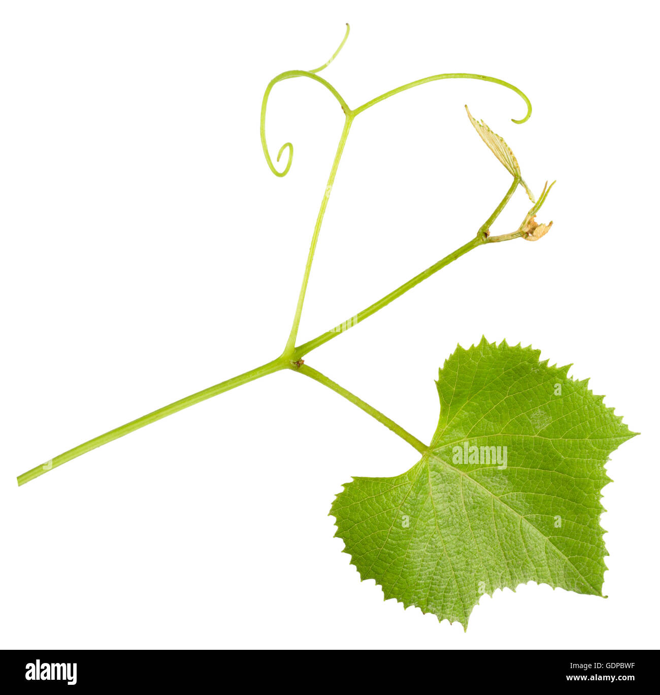 grape tendril with leaf isolated on the white background Stock Photo ...