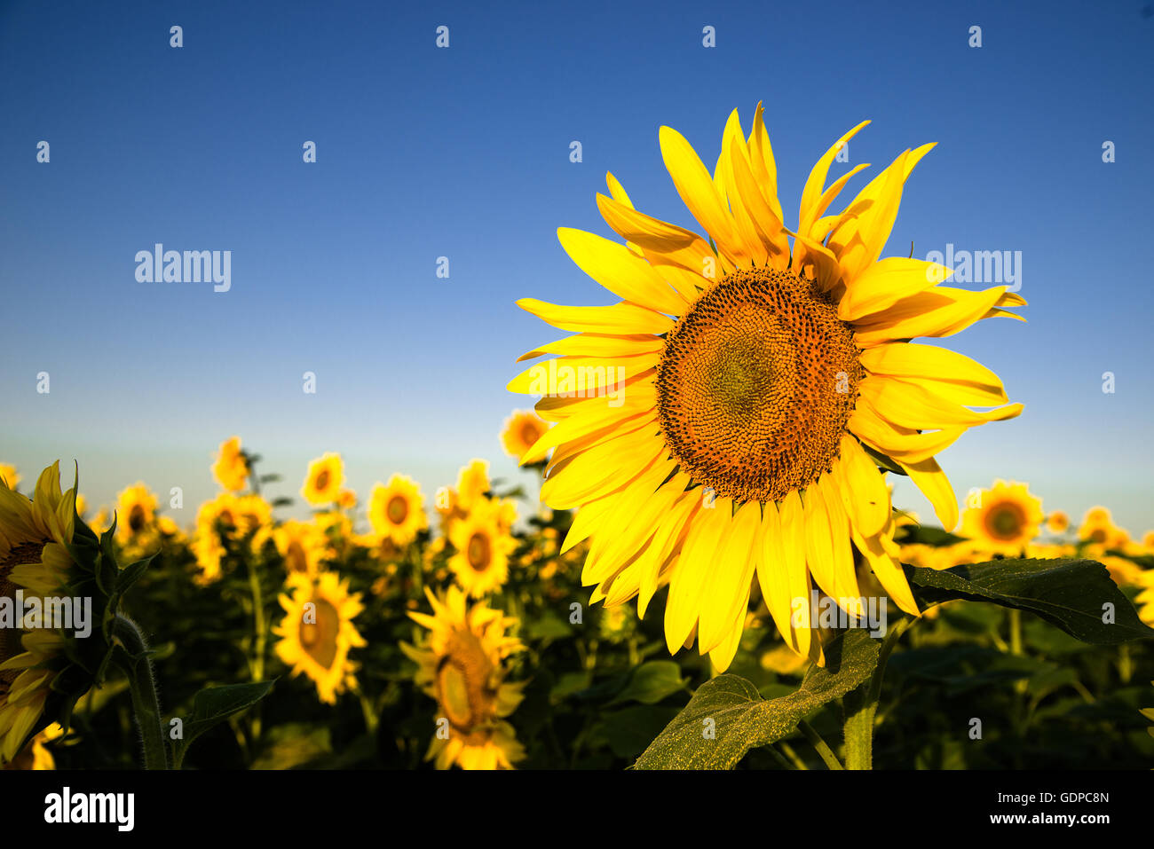 Sunflower growing on a farm field in the sun Stock Photo - Alamy
