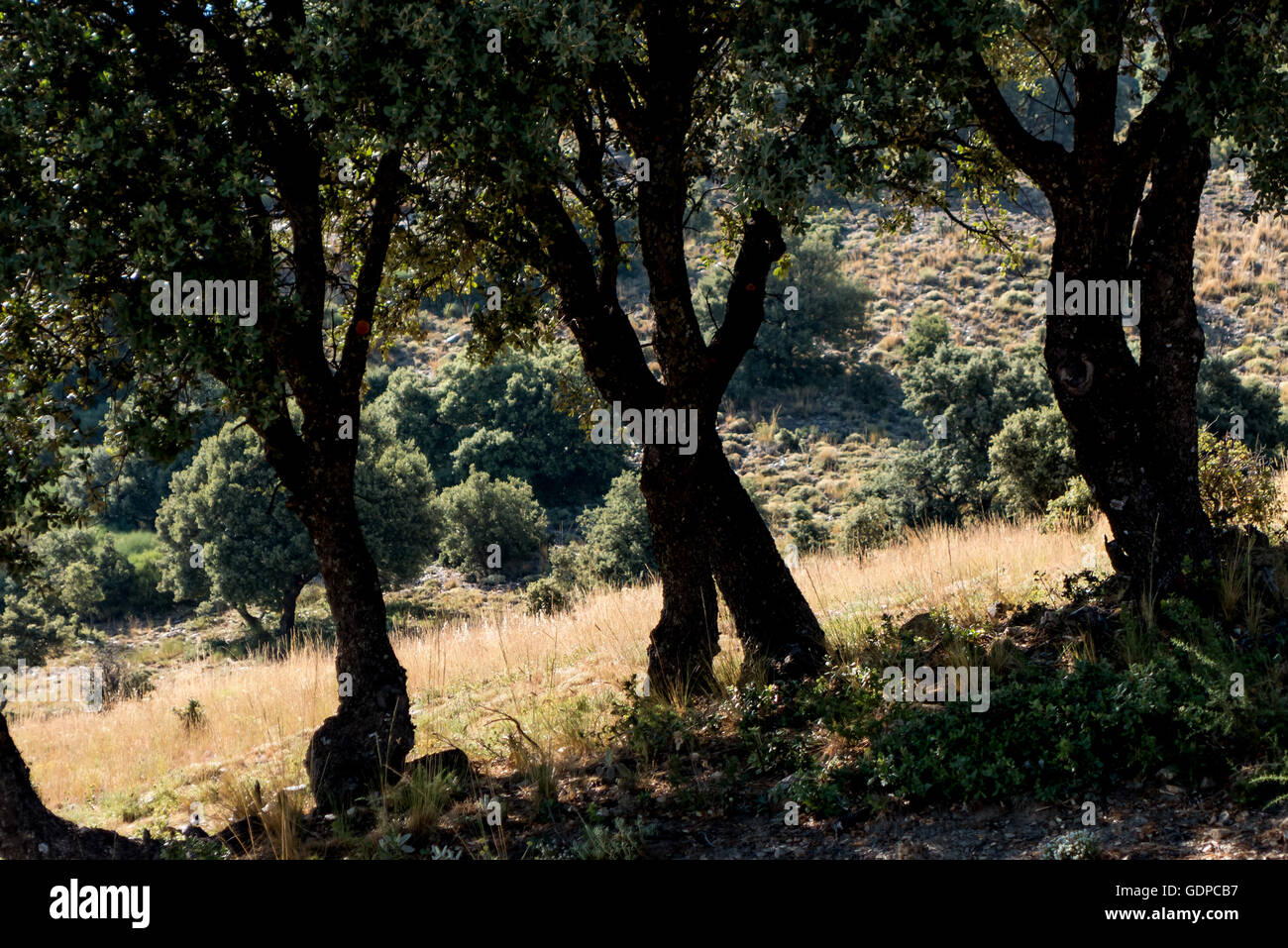 The wilderness of the Sierra Nevada National Park in Spain Stock Photo ...