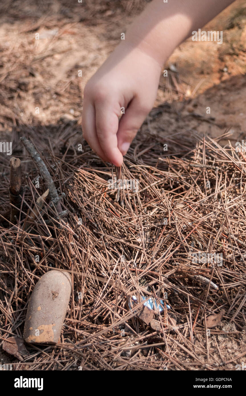 Close-up of a kid's hand playing witpine needles on the ground Stock ...