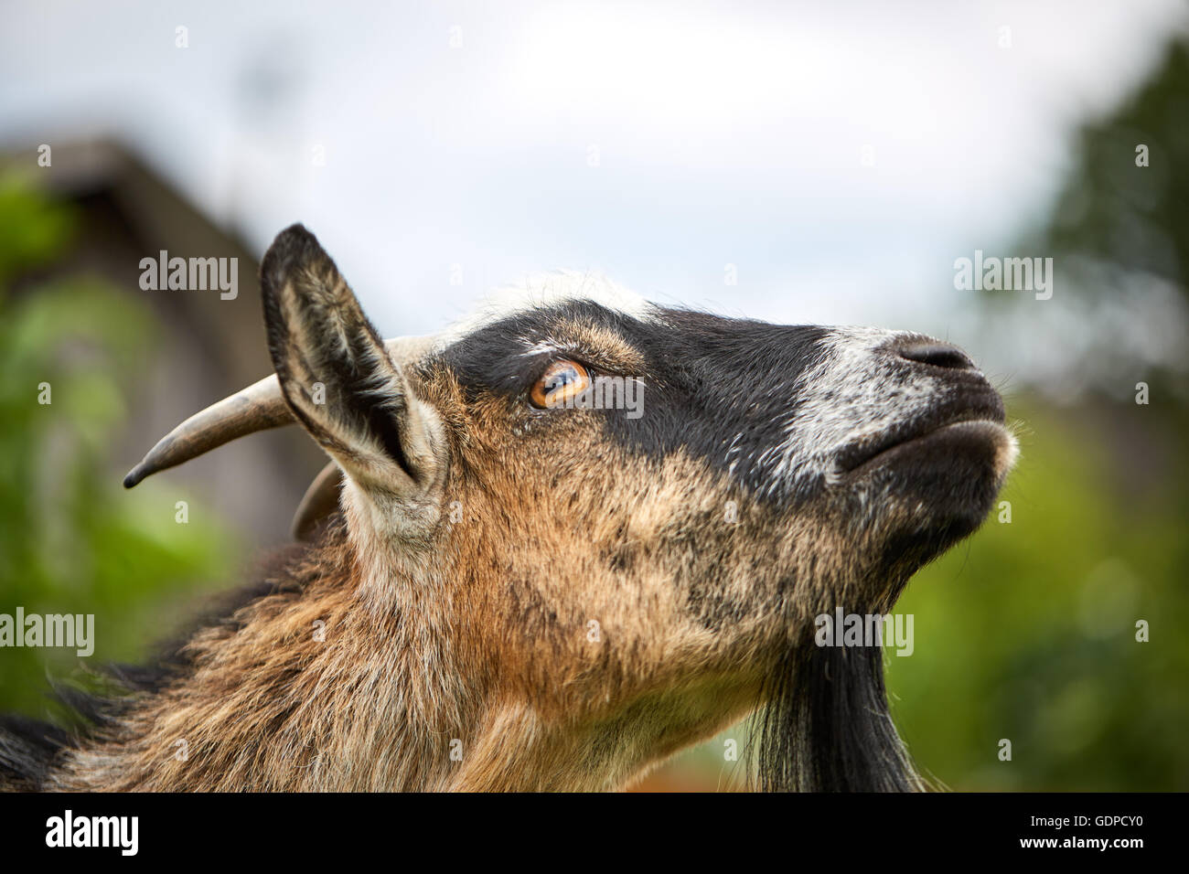 Snooty High Resolution Stock Photography and Images - Alamy