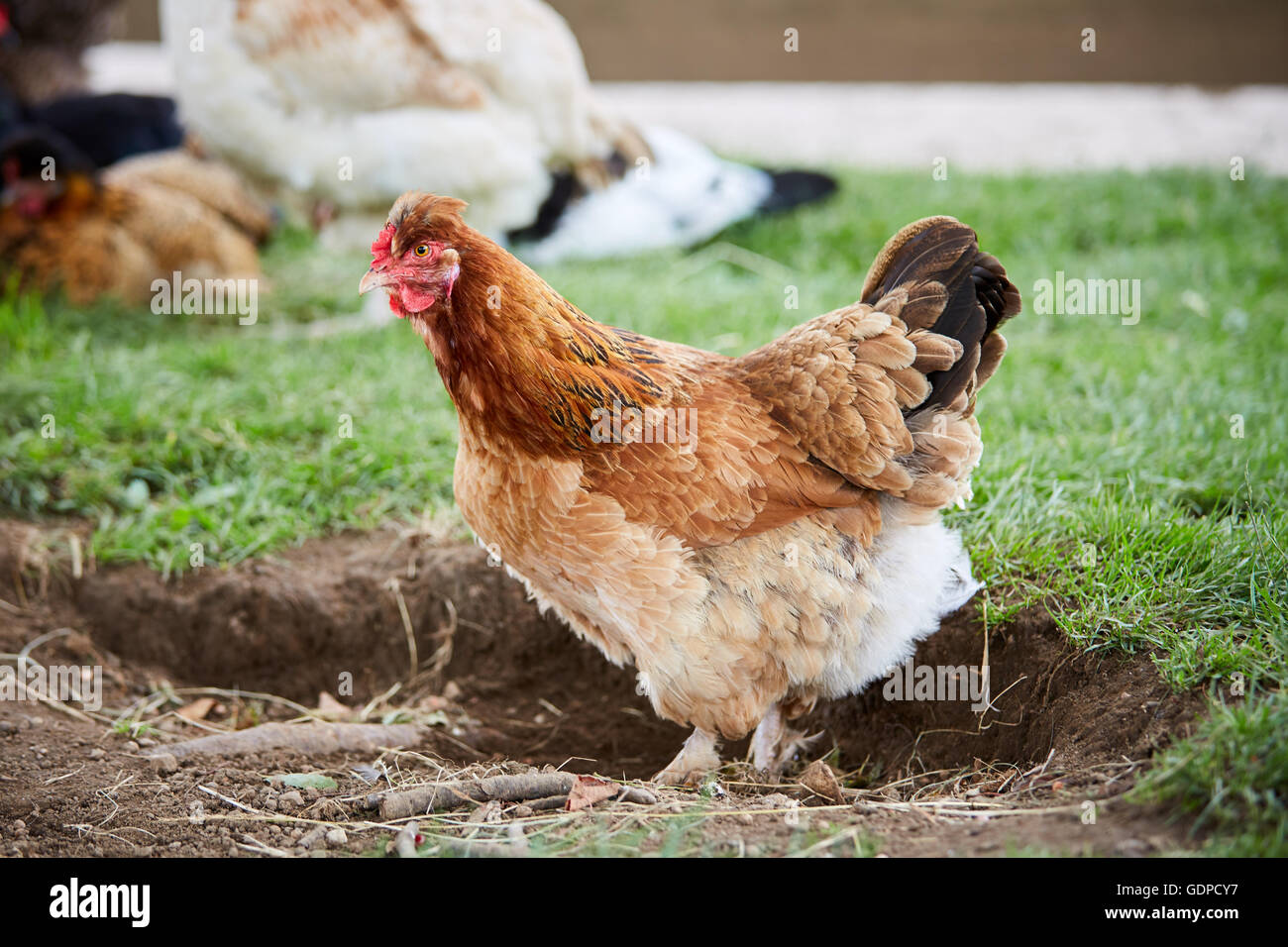 Brown hen on a farm standing in the yard Stock Photo - Alamy