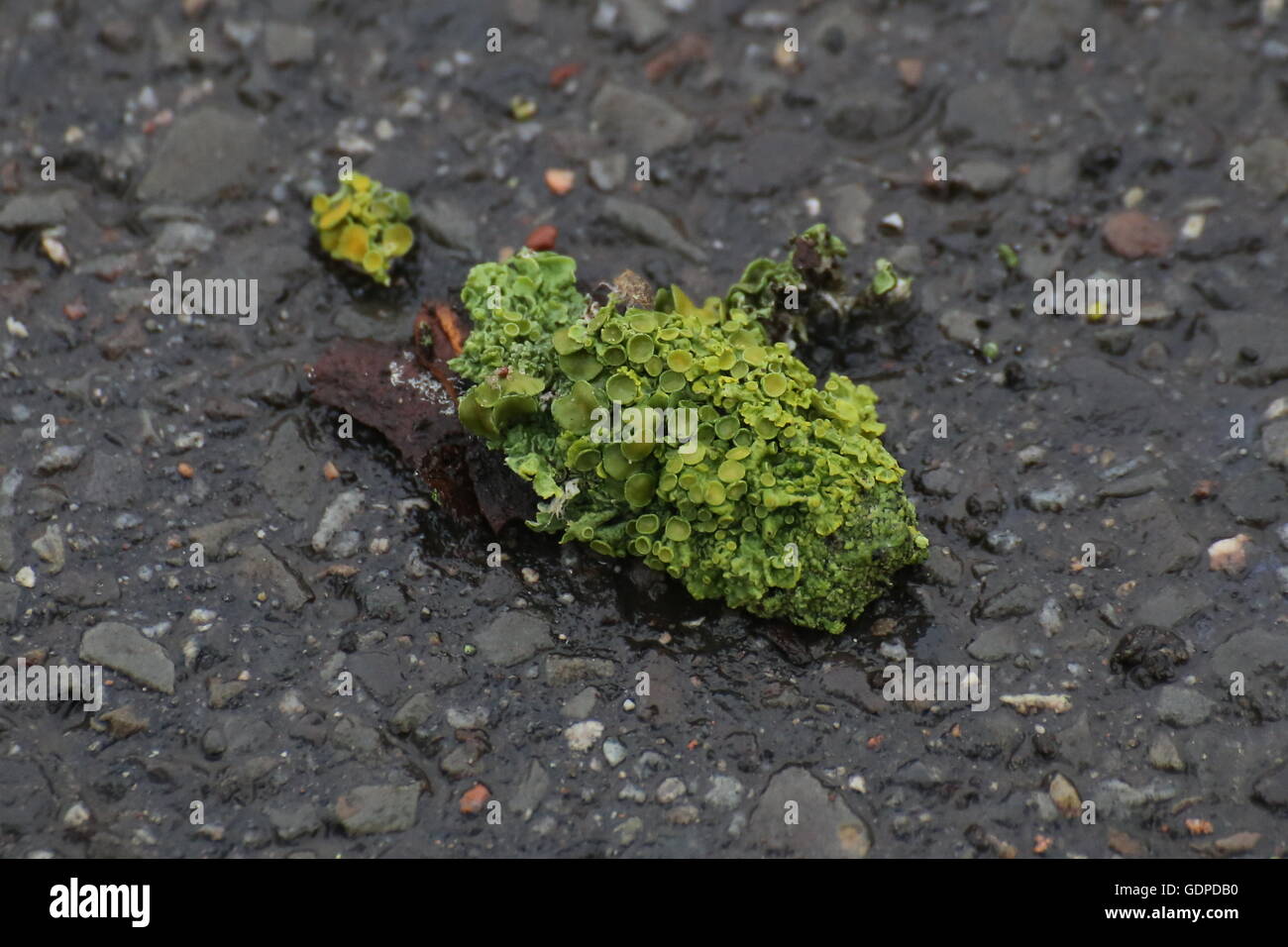 Green lichen on bark lying on the ground Stock Photo - Alamy