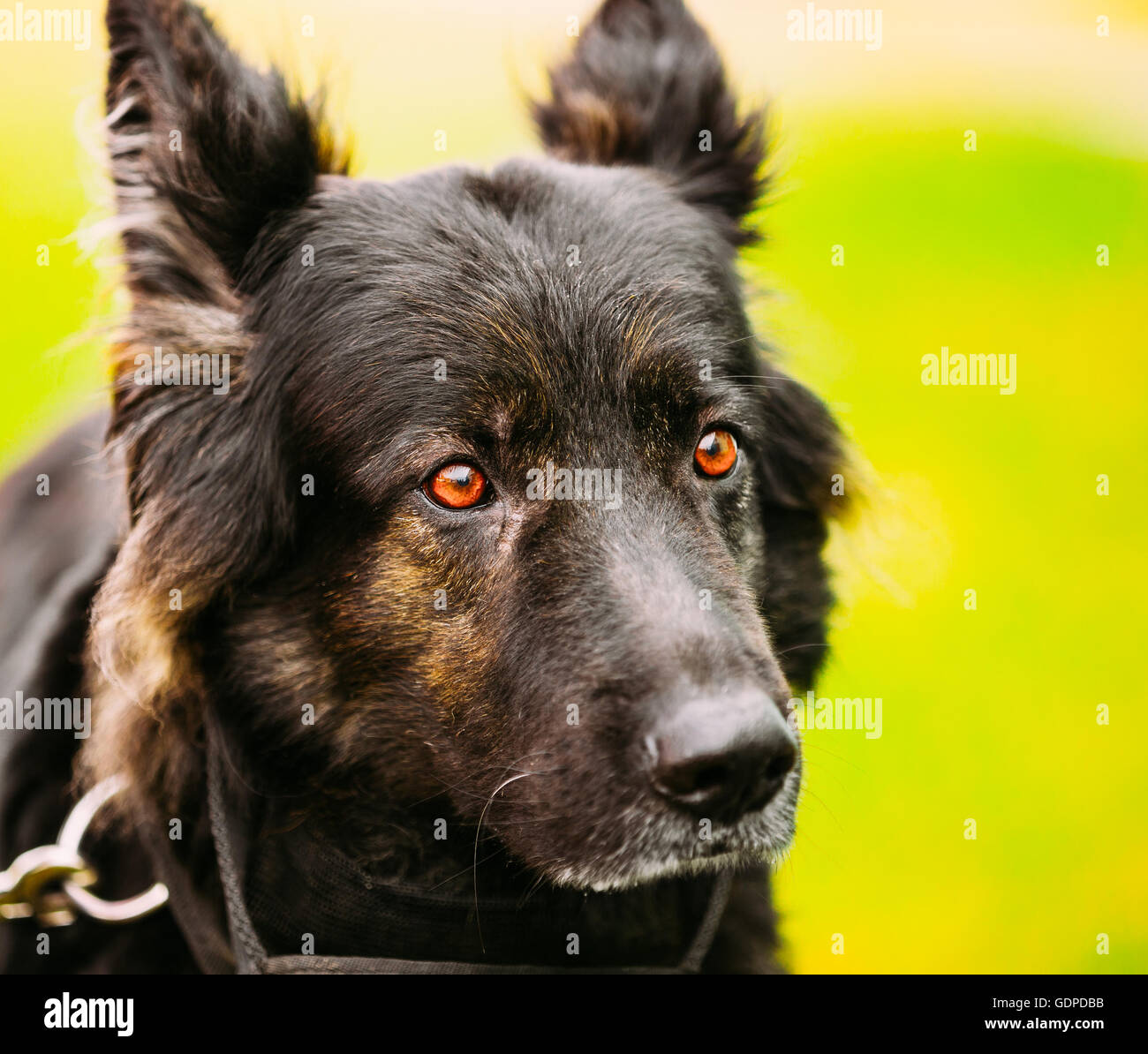 Portrait alsatian hi-res stock photography and images - Alamy