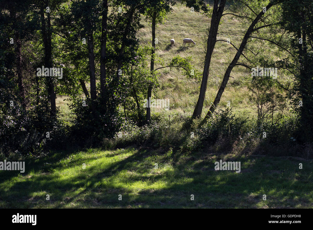 British farm animals sunset hi-res stock photography and images - Alamy