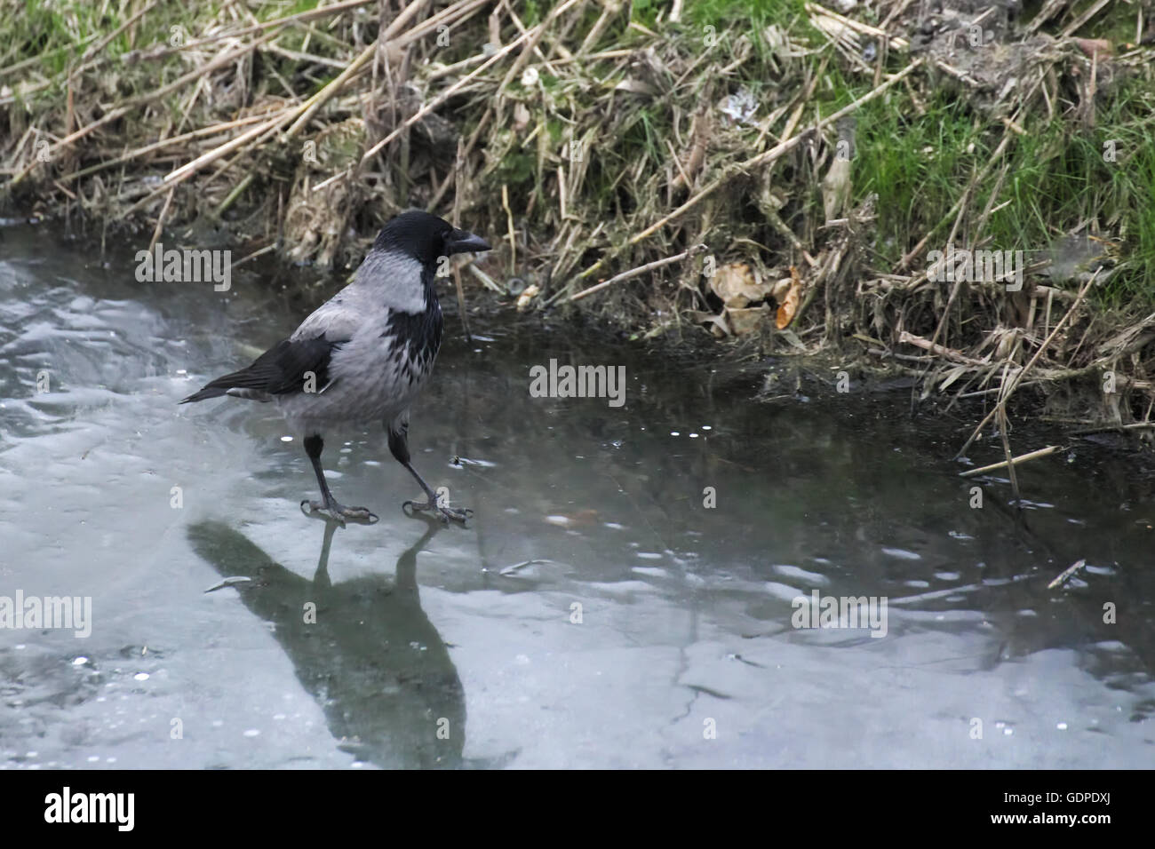 Hooded crow (Corvus cornix) walking on frozen lake Stock Photo - Alamy