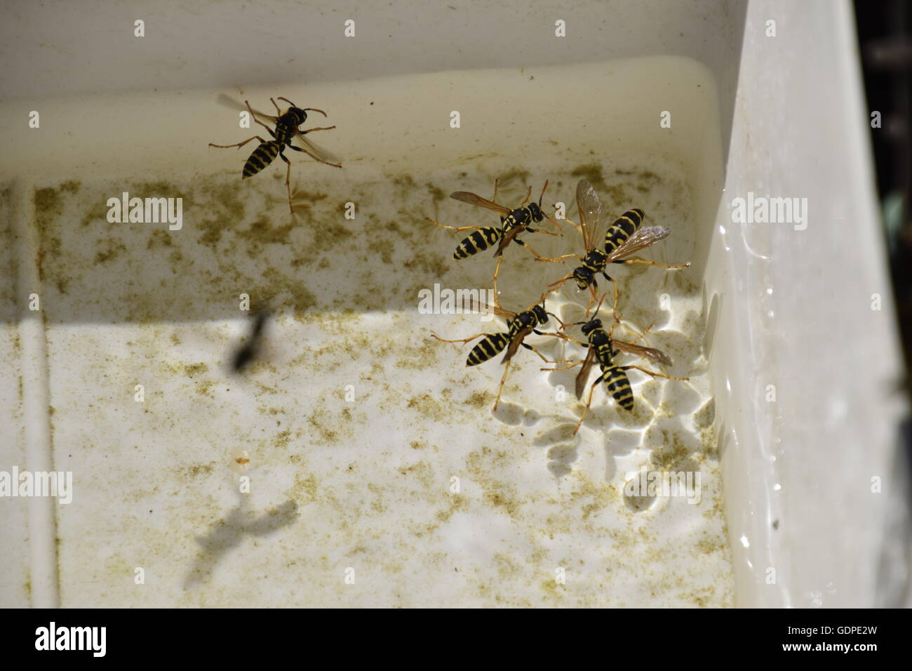 Paper wasp drinking water hi-res stock photography and images - Alamy