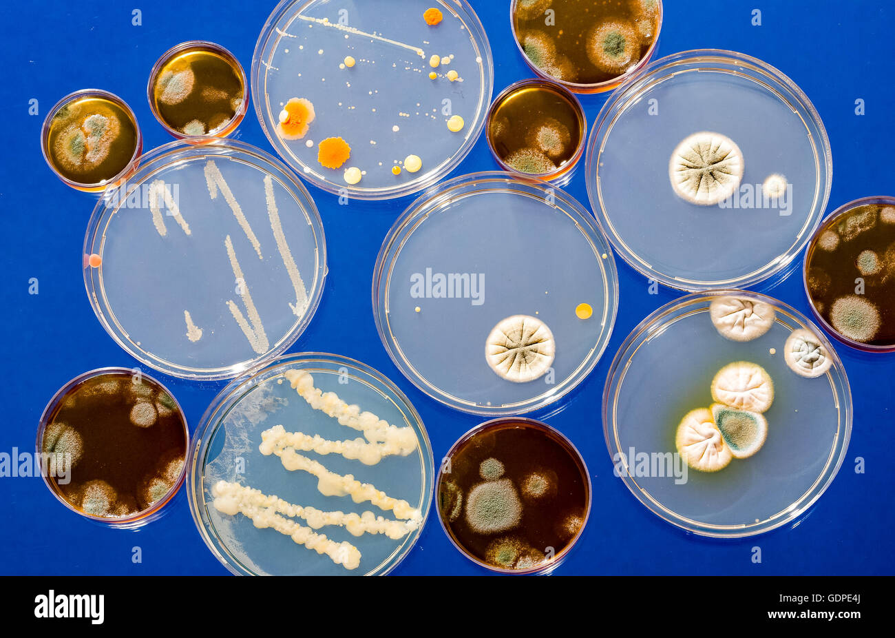 Bacterial infection control hi-res stock photography and images - Alamy