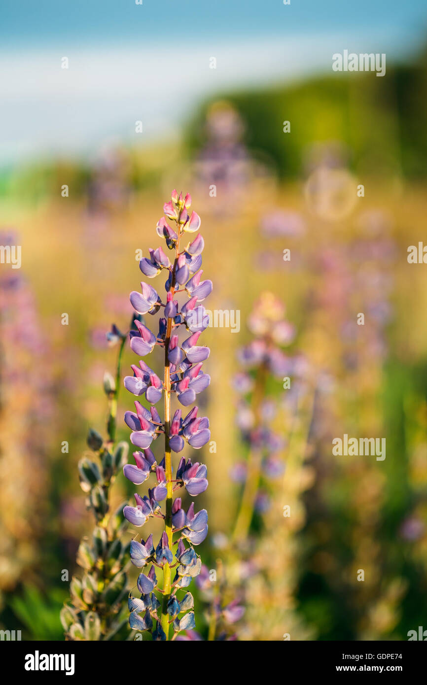 Lupin sunrise hi-res stock photography and images - Alamy