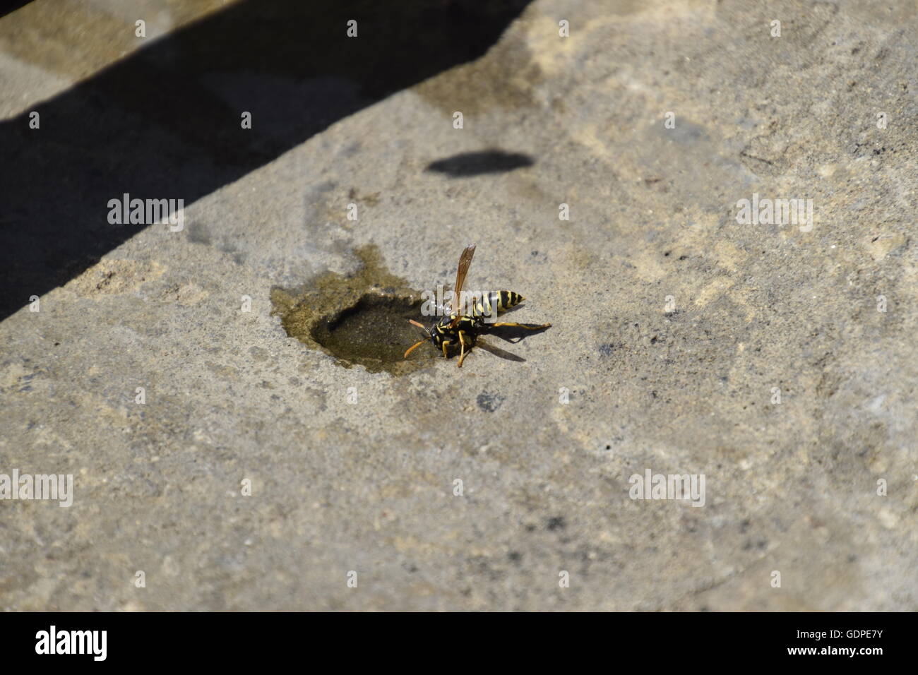 Wasps Polistes drink water Stock Photo - Alamy