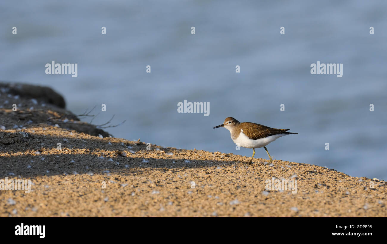 Common sandpiper (Tringa hypoleucos, Actitis hypoleucos) at Manych lake ...