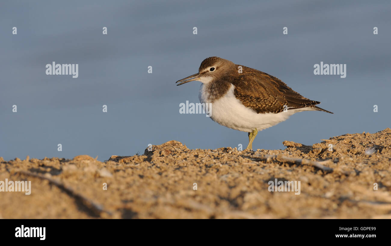 Common sandpiper (Tringa hypoleucos, Actitis hypoleucos) at Manych lake ...