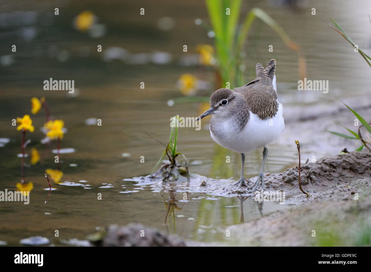 Common sandpiper (Tringa hypoleucos, Actitis hypoleucos) at river bank ...