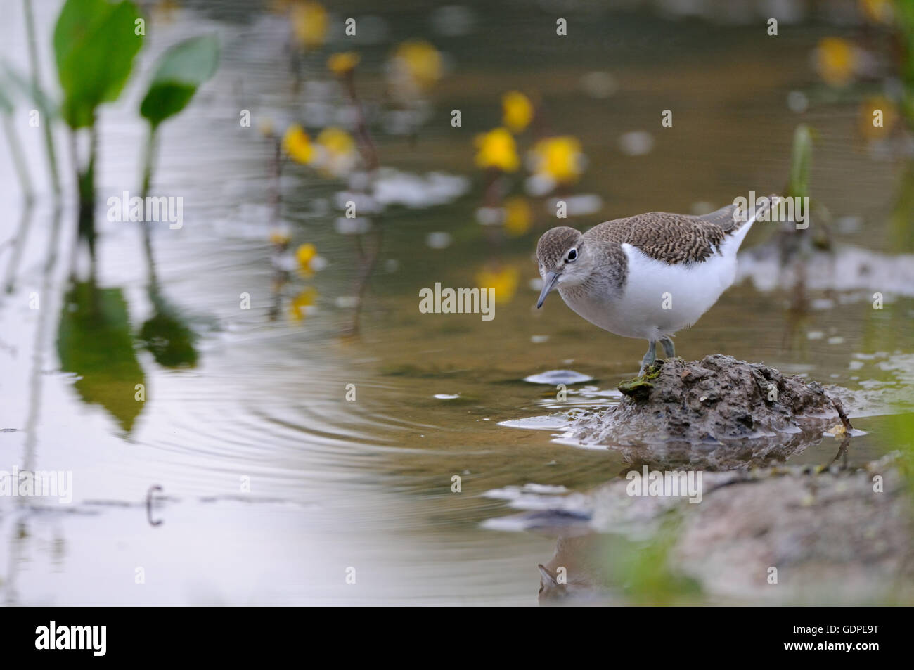 Common sandpiper (Tringa hypoleucos, Actitis hypoleucos) at river bank ...