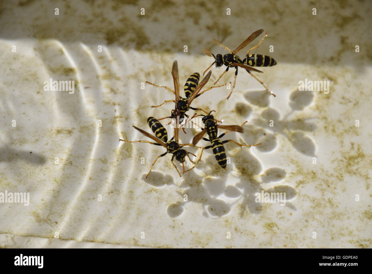 Paper wasp drinking water hi-res stock photography and images - Alamy