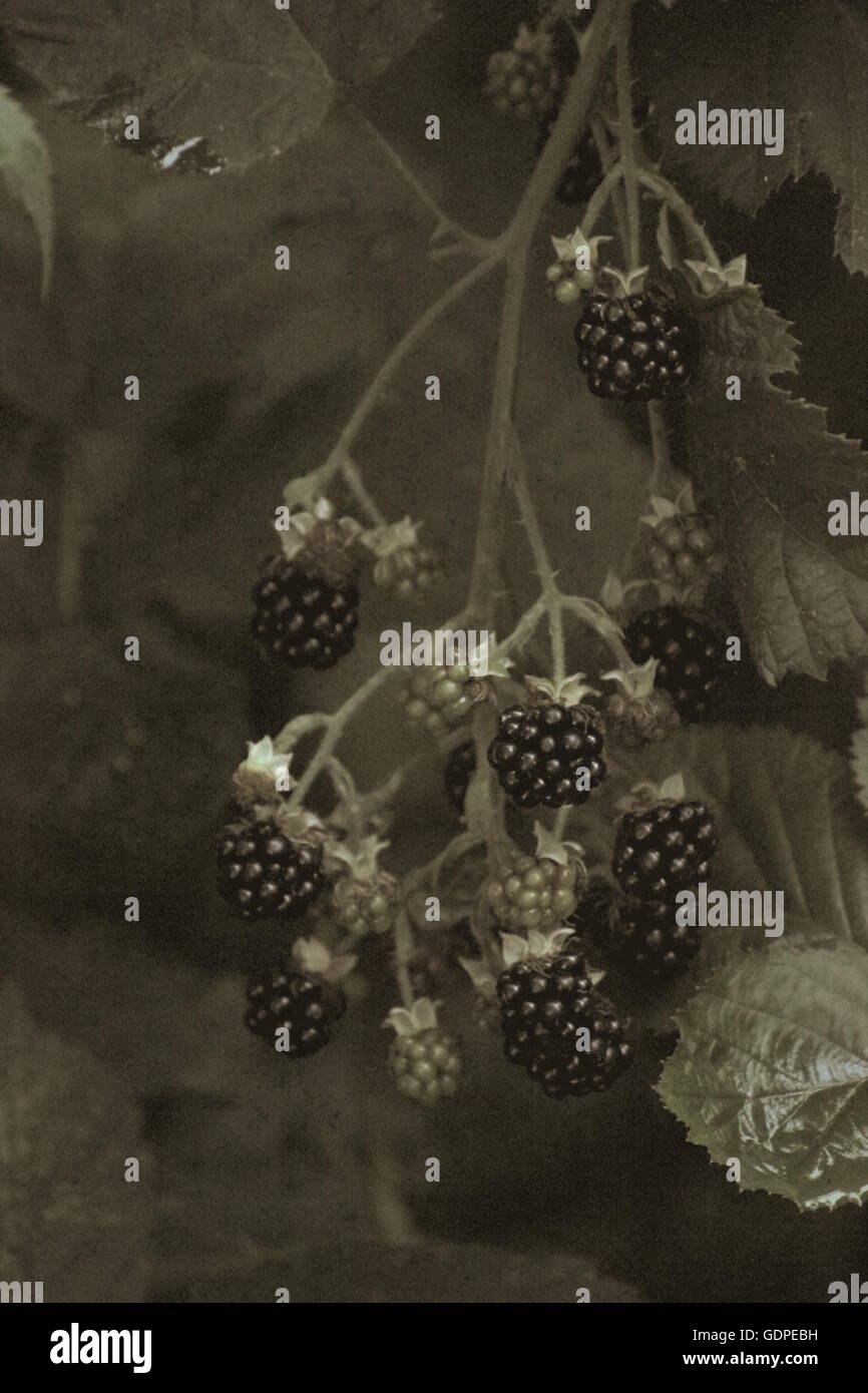 Ripe and unripe blackberries (Rubus). Artistic color rendering due to ...