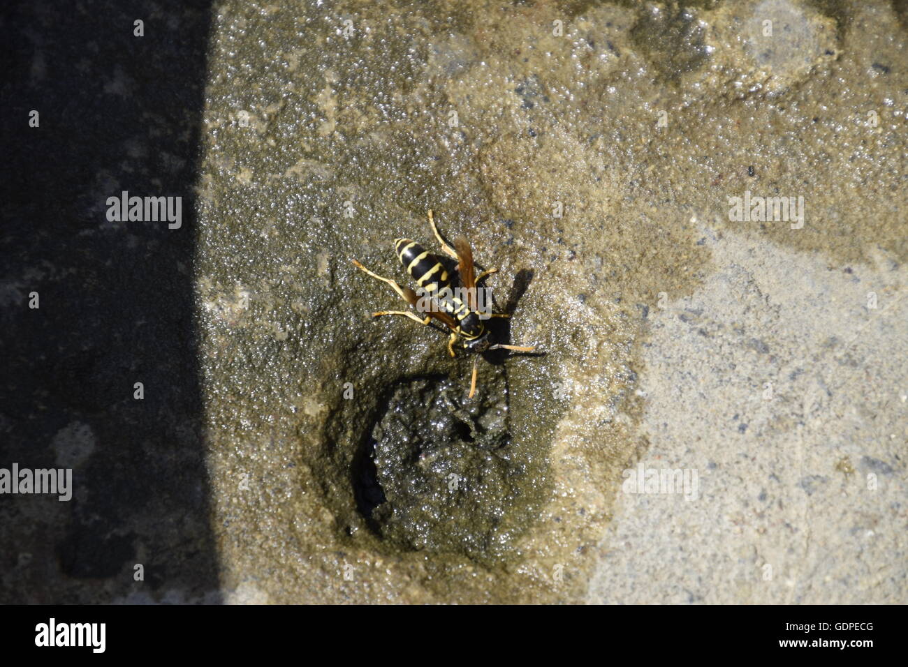 Paper wasp drinking water hi-res stock photography and images - Alamy