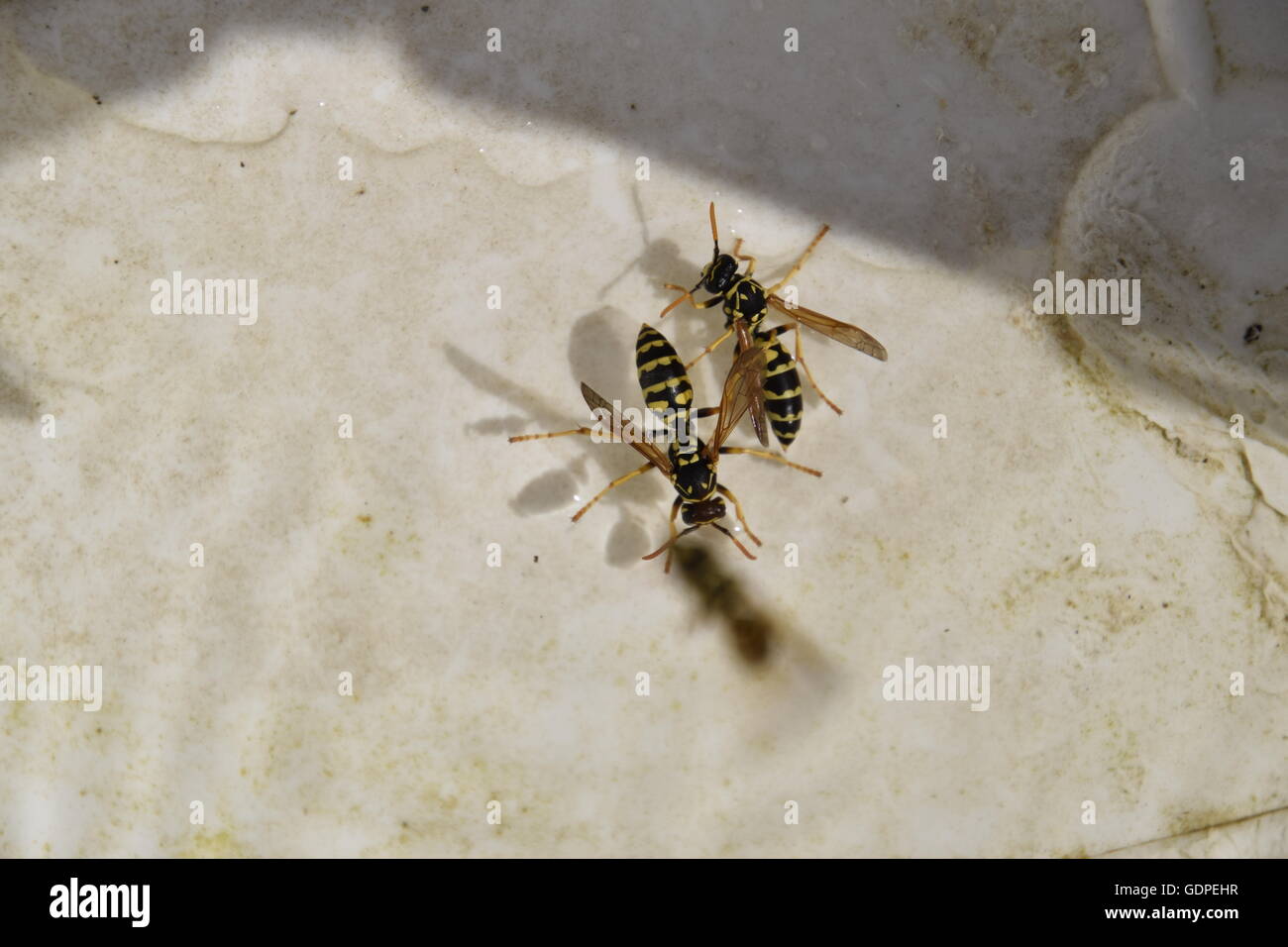 Paper wasp drinking water hi-res stock photography and images - Alamy