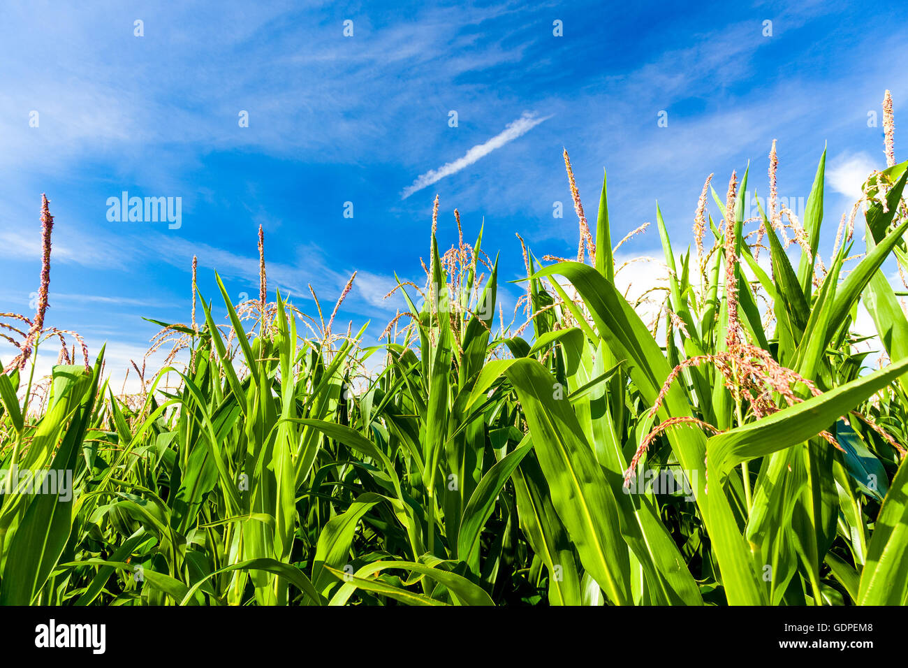 Plants of green corn on a plantation Stock Photo - Alamy
