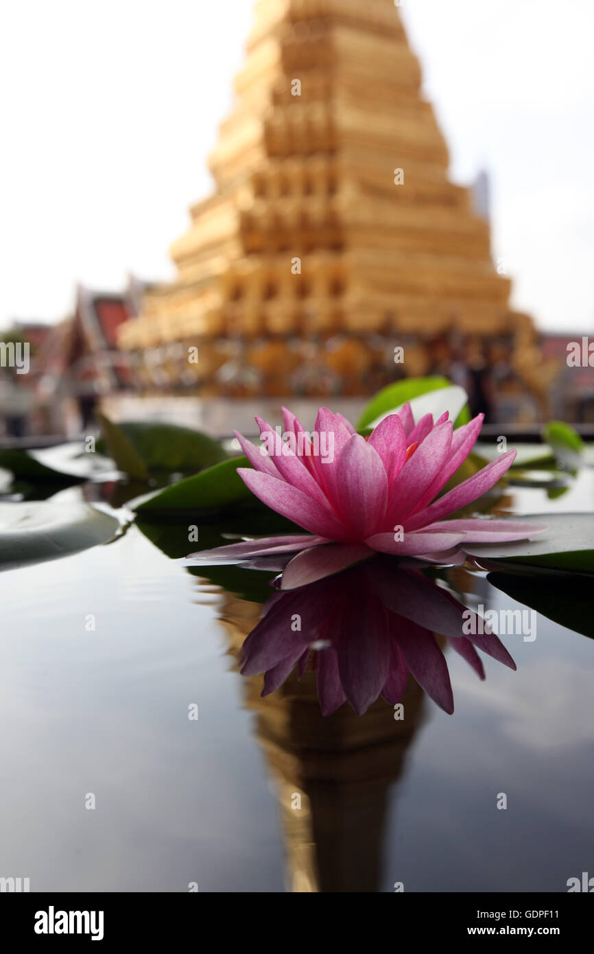 Lotus flower at wat phra kaew hi-res stock photography and images - Alamy