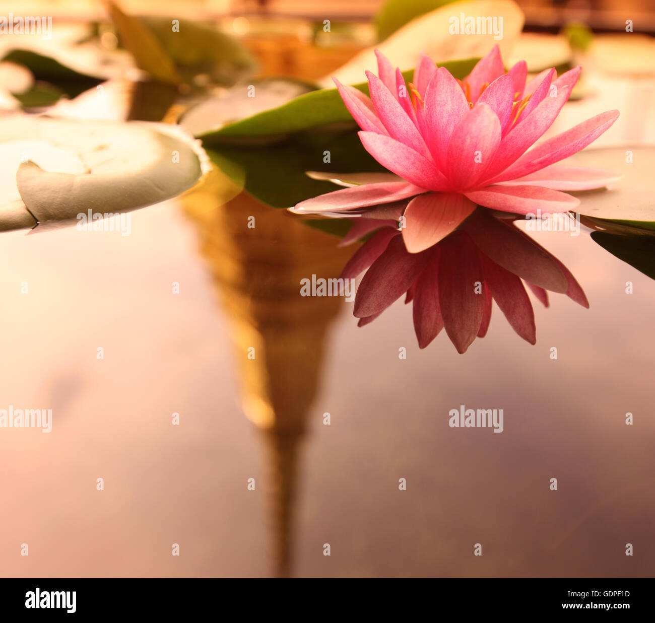 Lotus flower at wat phra kaew hi-res stock photography and images - Alamy
