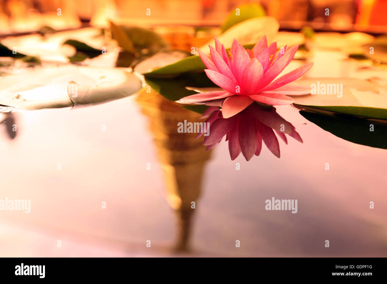 Lotus flower at wat phra kaew hi-res stock photography and images - Alamy