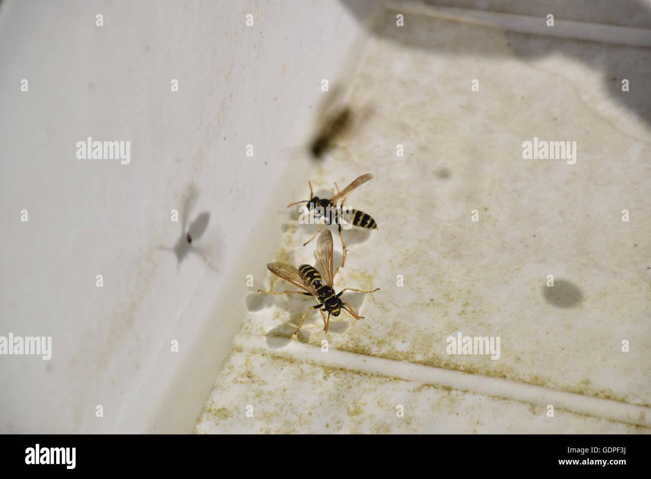 Yellow brown paper wasps hi-res stock photography and images - Alamy