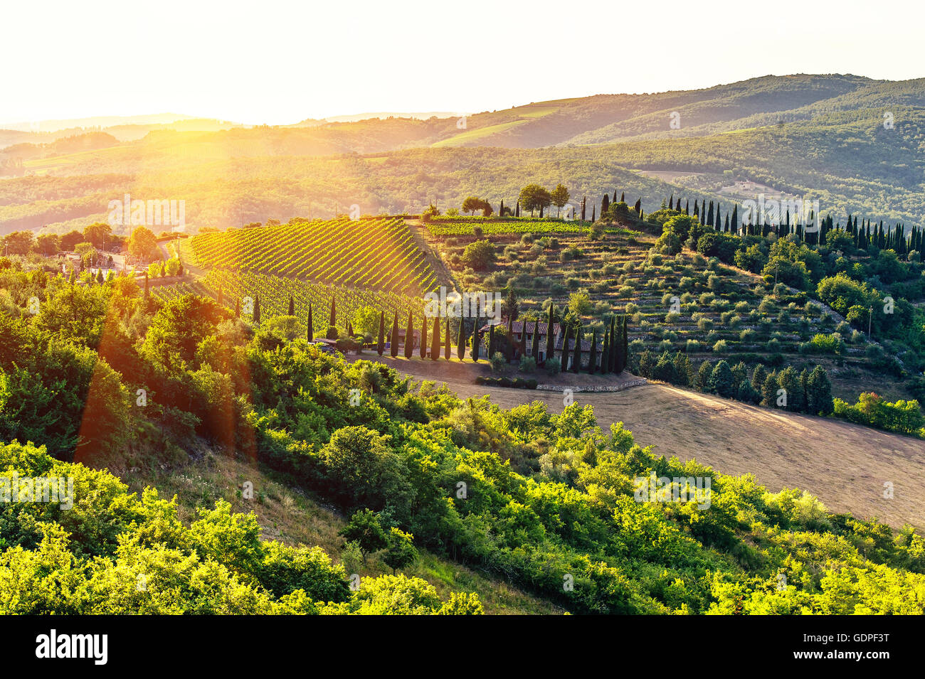 vineyard in the Chianti region,Tuscany,Italy Stock Photo - Alamy