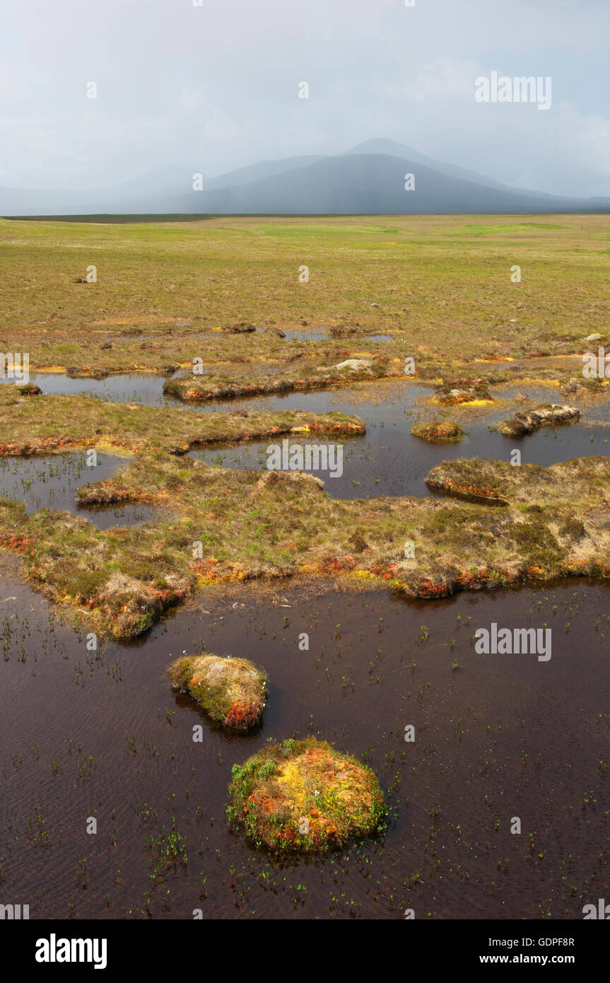 Flow Country landscape with peatland pools at Forsinard RSPB Nature ...