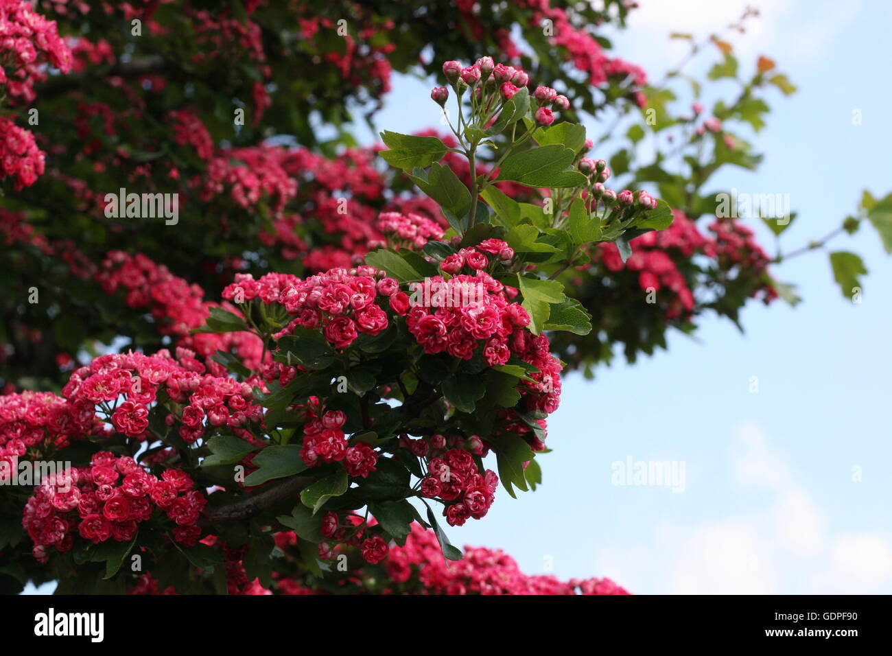 Hawthorn tree garden hi-res stock photography and images - Alamy