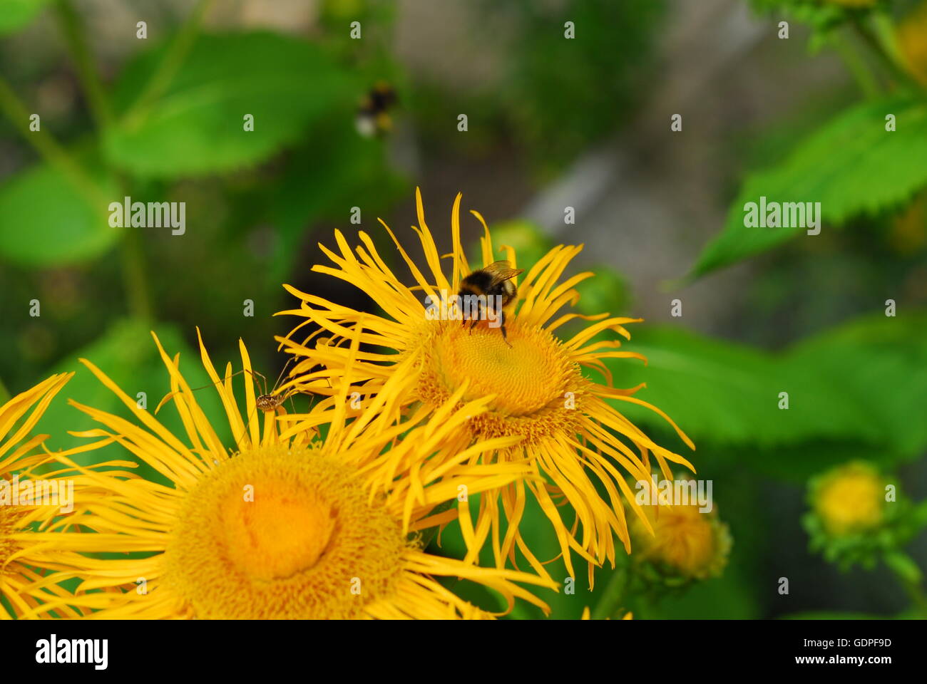 Elecampane, inula helenium, inula flowers, bee, anthophila Stock Photo ...