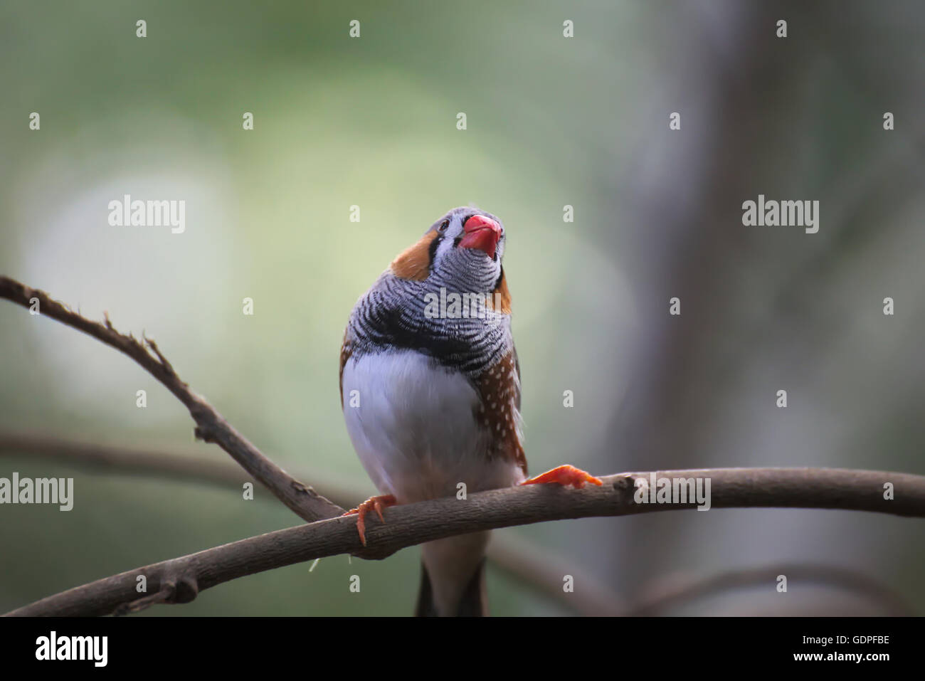 Male zebra finch hi-res stock photography and images - Alamy