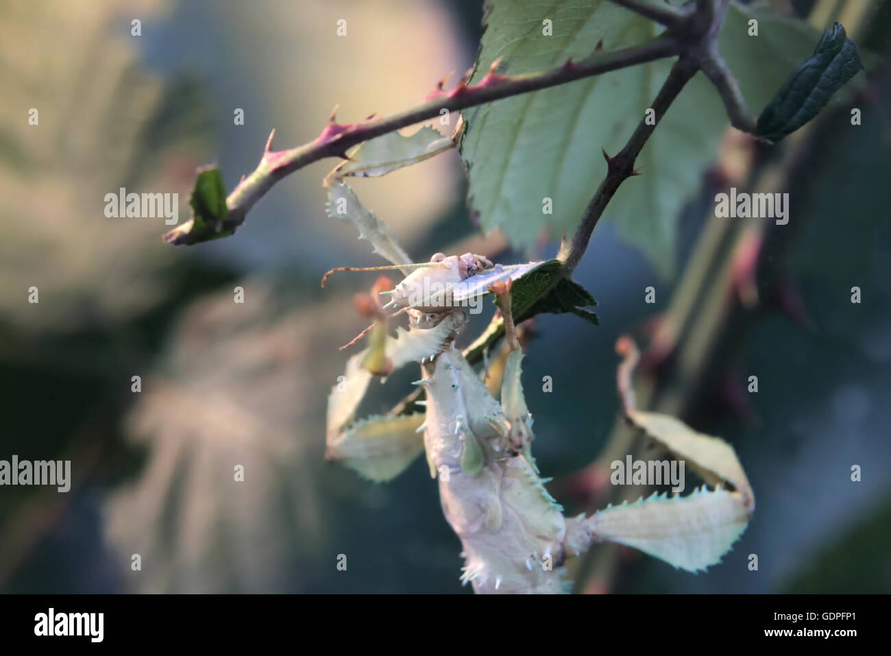 The giant prickly stick insect hi-res stock photography and images - Alamy