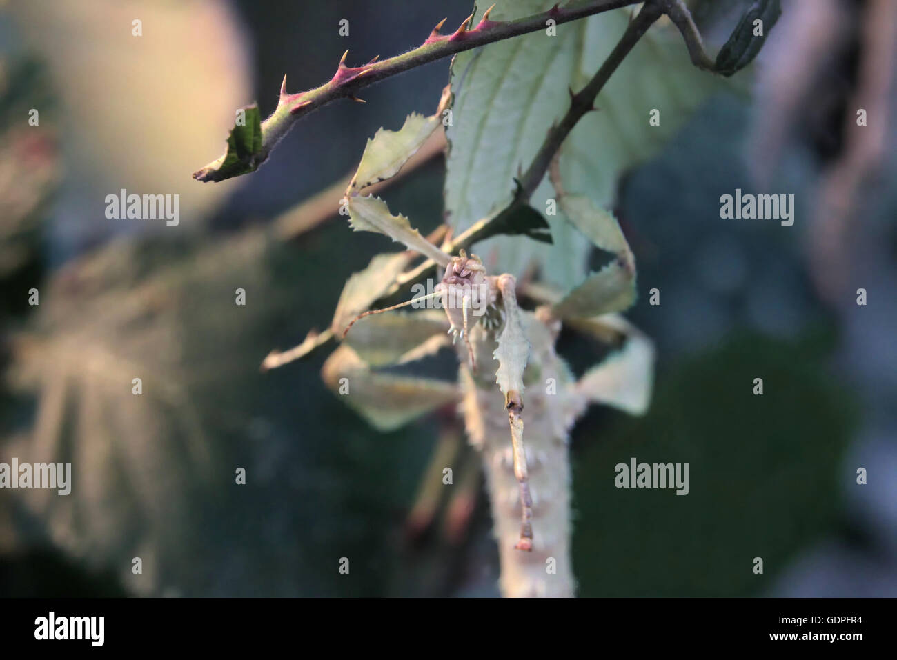 Giant Prickly Stick Insect (Extatosoma tiaratum) eating a leaf Stock ...