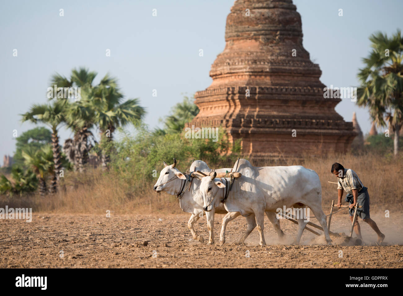 a farmer and his Ox are on the field near the Temples in Bagan in ...