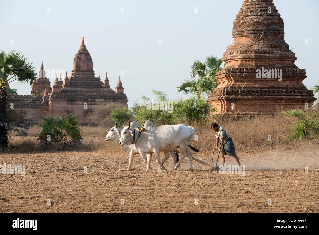 a farmer and his Ox are on the field near the Temples in Bagan in ...