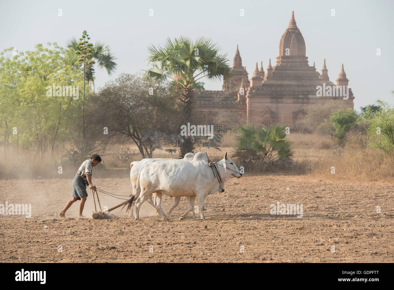 a farmer and his Ox are on the field near the Temples in Bagan in ...