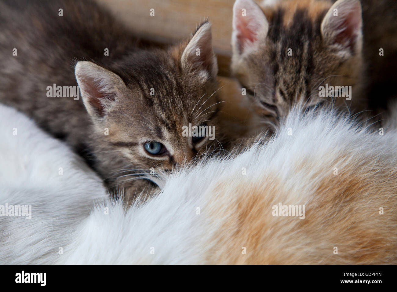 Cats feeding hi-res stock photography and images - Alamy