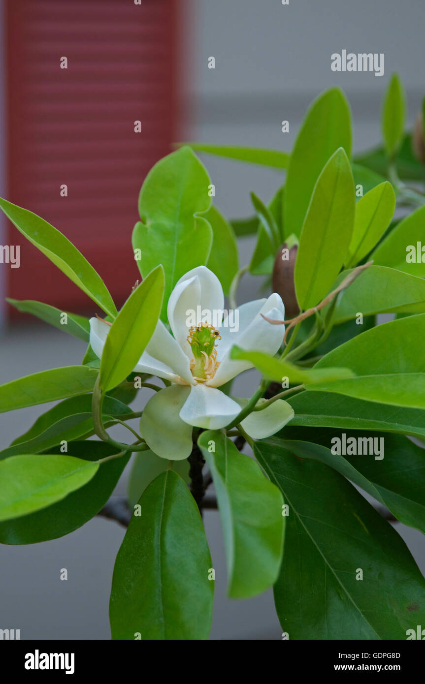 Elegant magnolia hi-res stock photography and images - Alamy