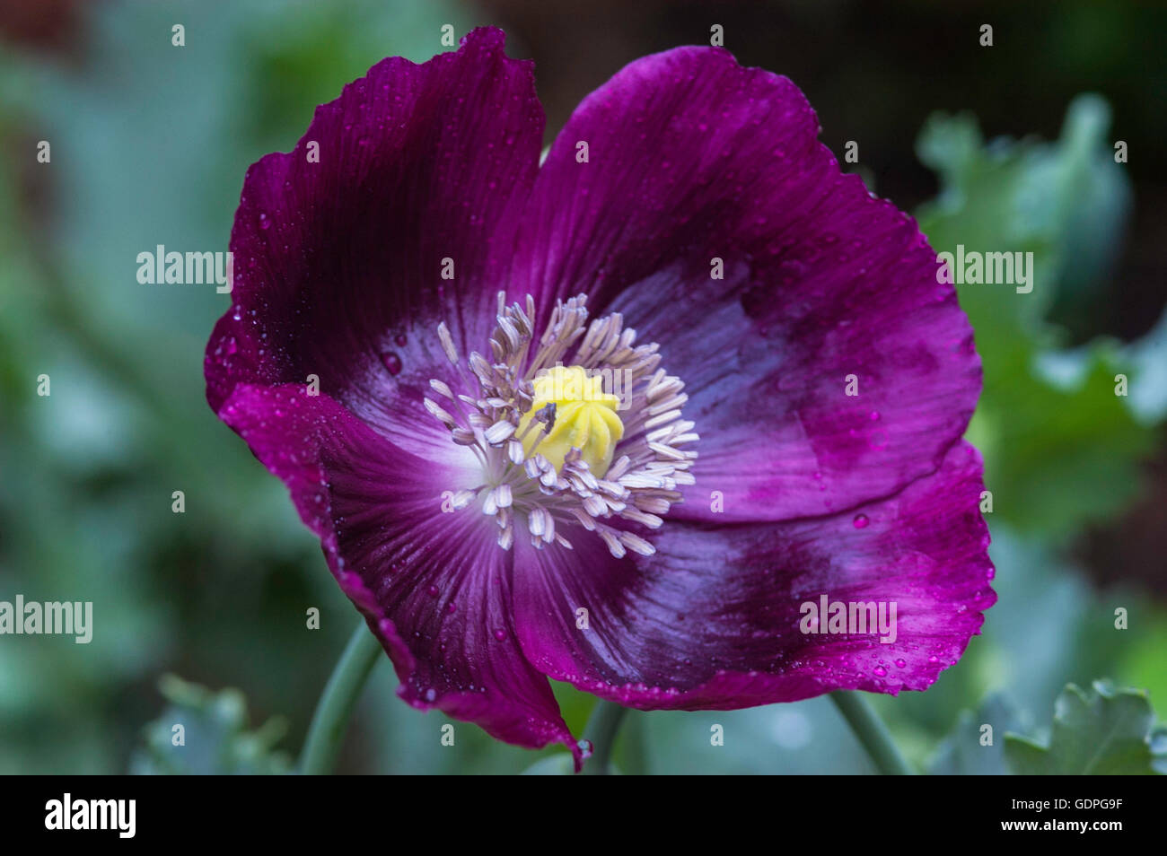 Papaver somniferum laurens grape hi-res stock photography and images ...
