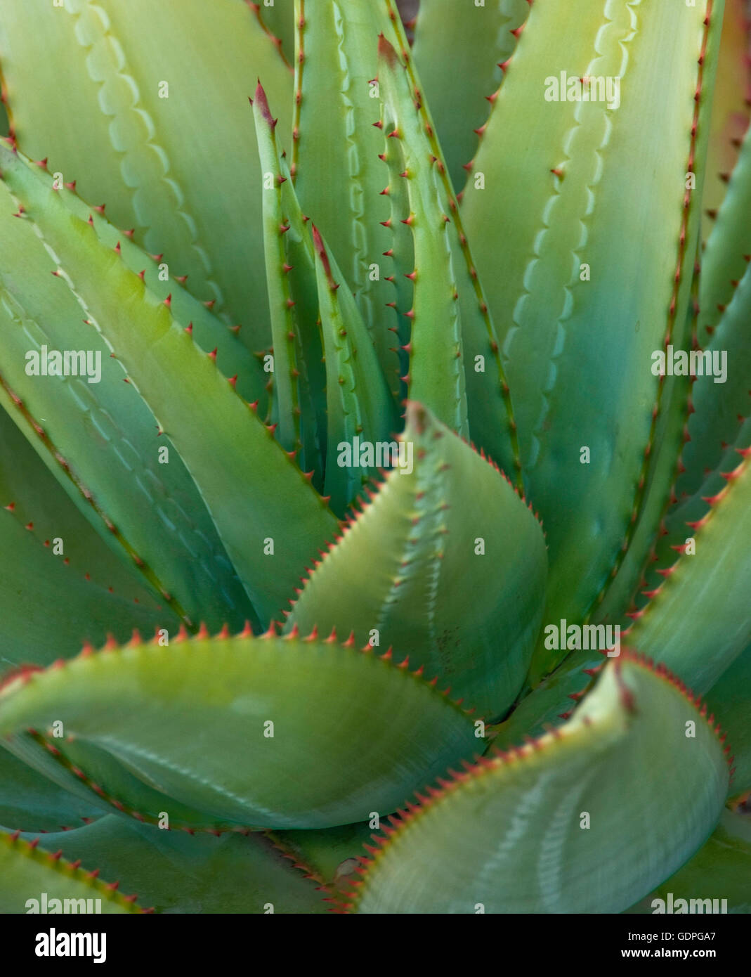 Agave close up Stock Photo - Alamy